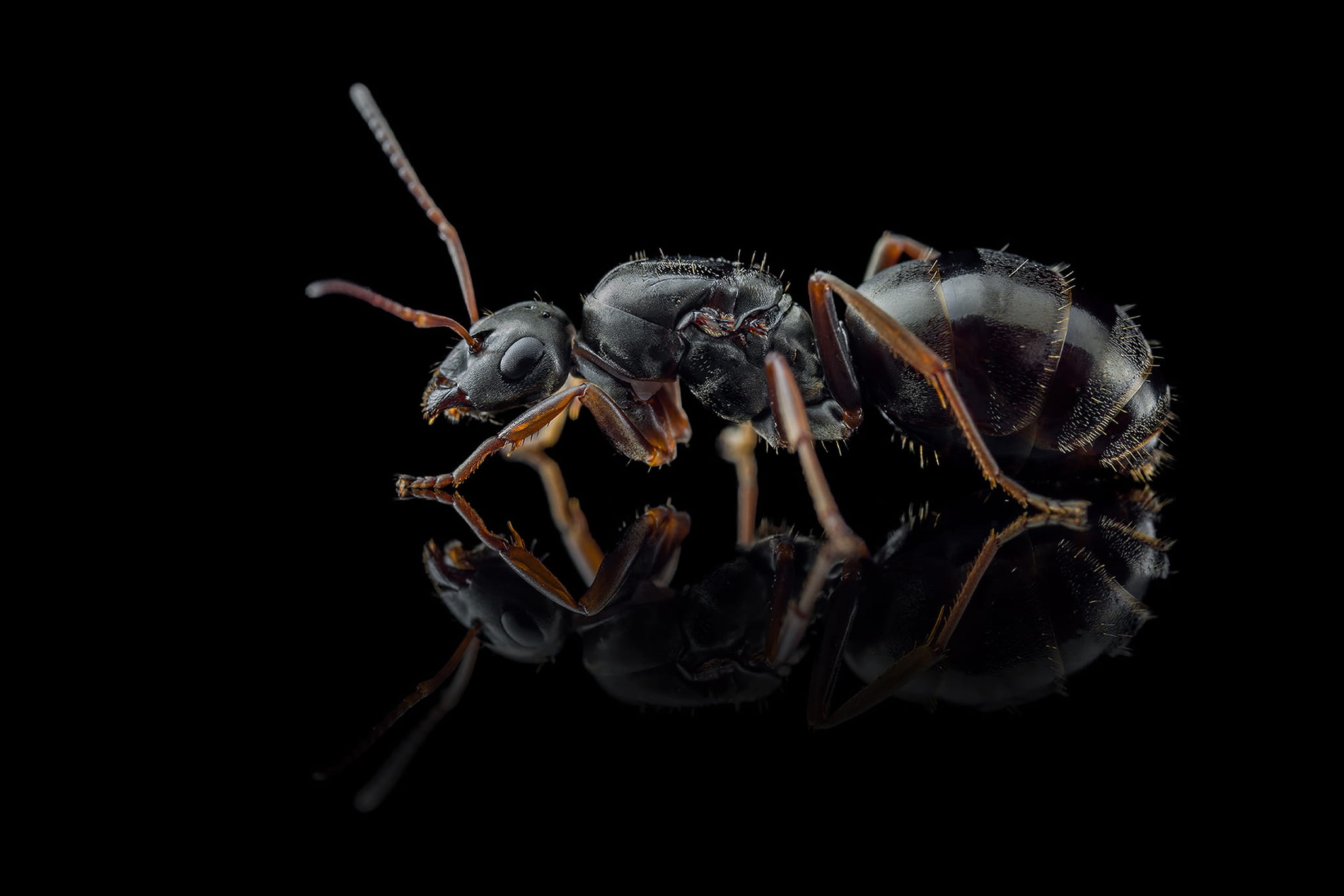 Formica fusca Ants Invasion