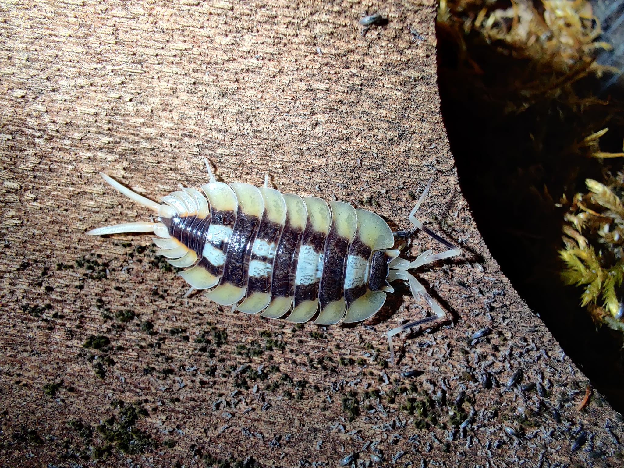 Porcellio expansus orange Ants Invasion