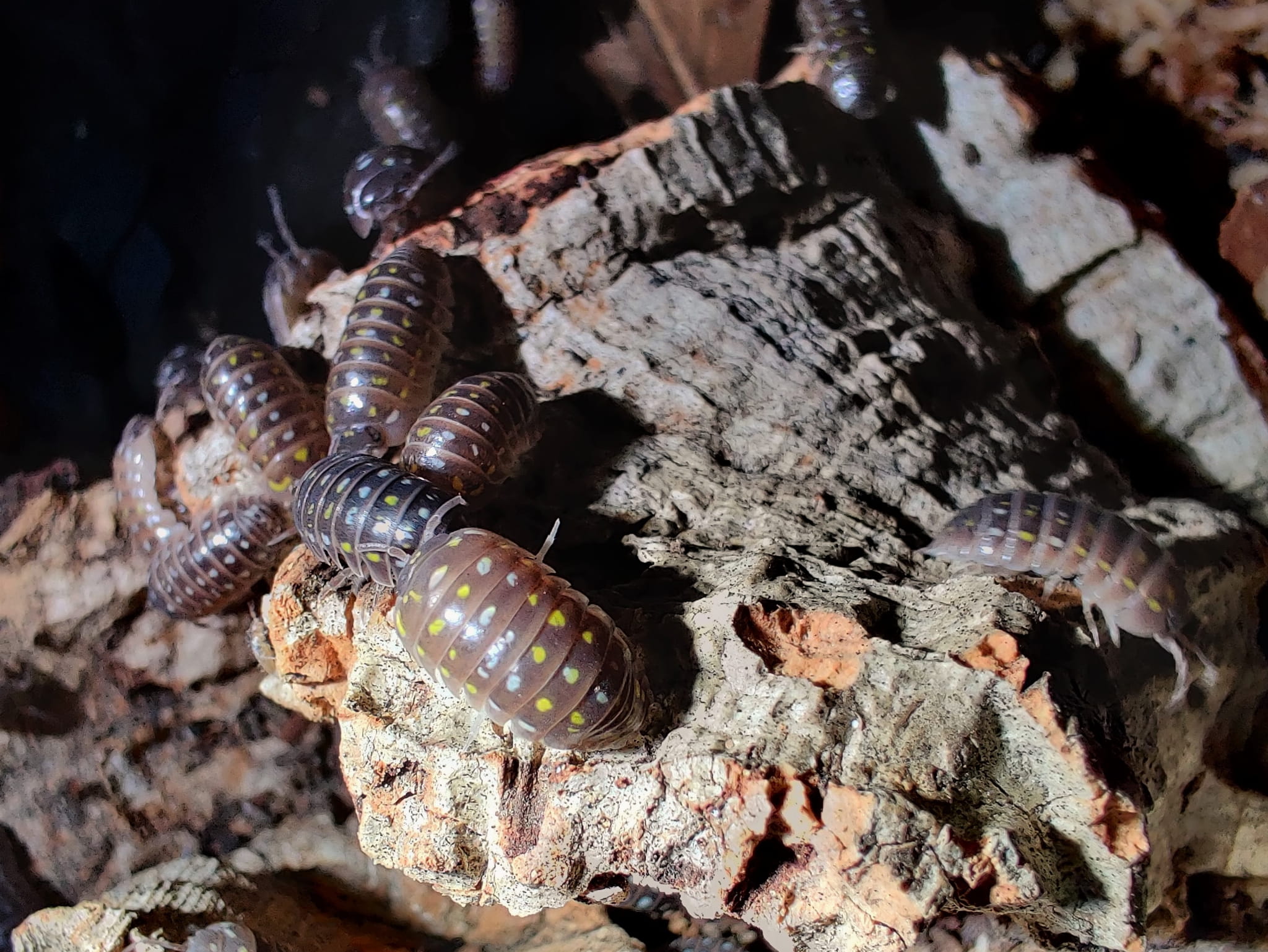 Armadillidium frontetriangulum corfu Ants Invasion